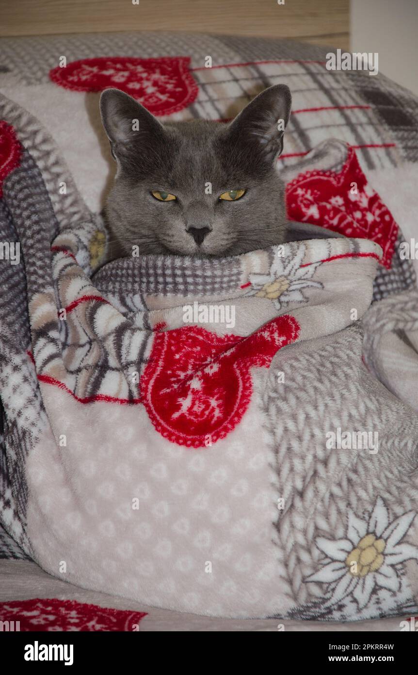 Portrait of beautiful chartreux breed cat with yellow golden eyes in ...