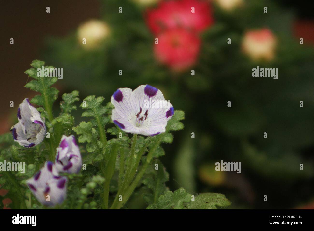 Flowers are reproductive structures of plants that are responsible for ...