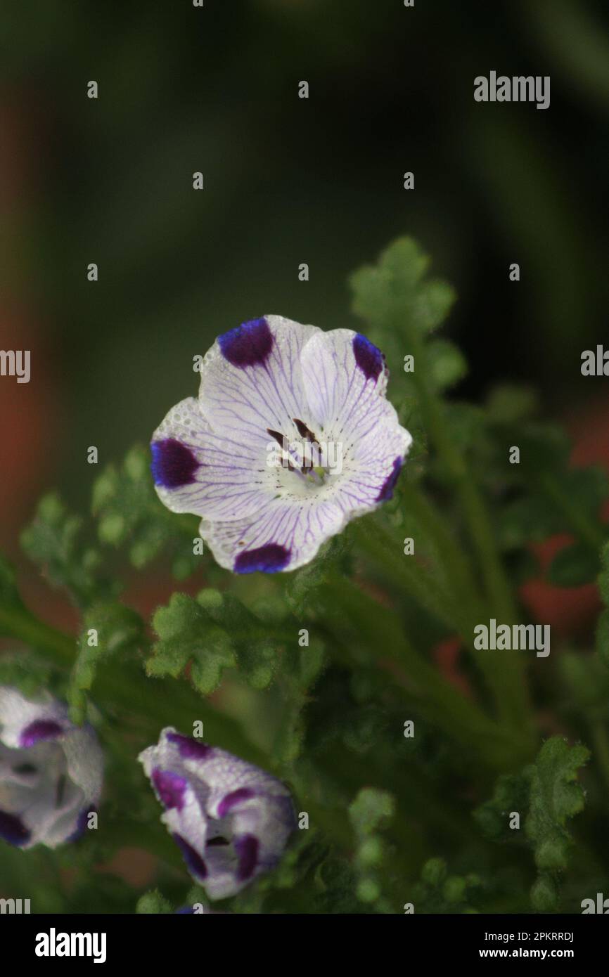 Flowers are reproductive structures of plants that are responsible for ...