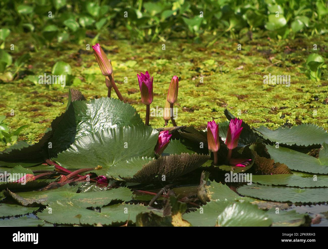 Flowers are reproductive structures of plants that are responsible for ...