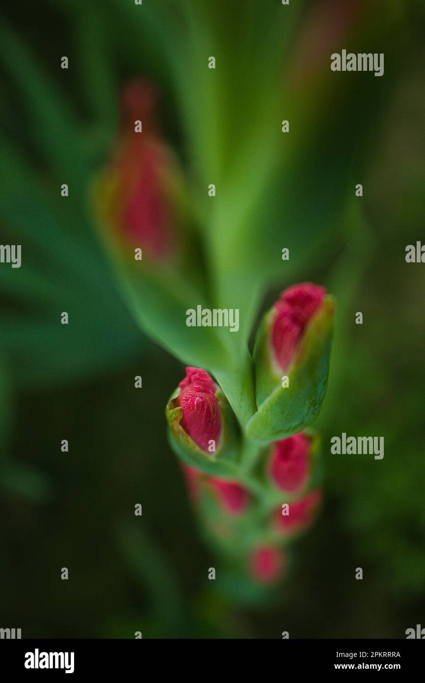 Flowers are reproductive structures of plants that are responsible for ...