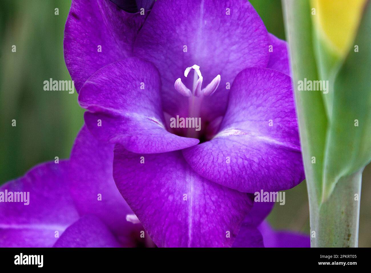 Flowers are reproductive structures of plants that are responsible for ...