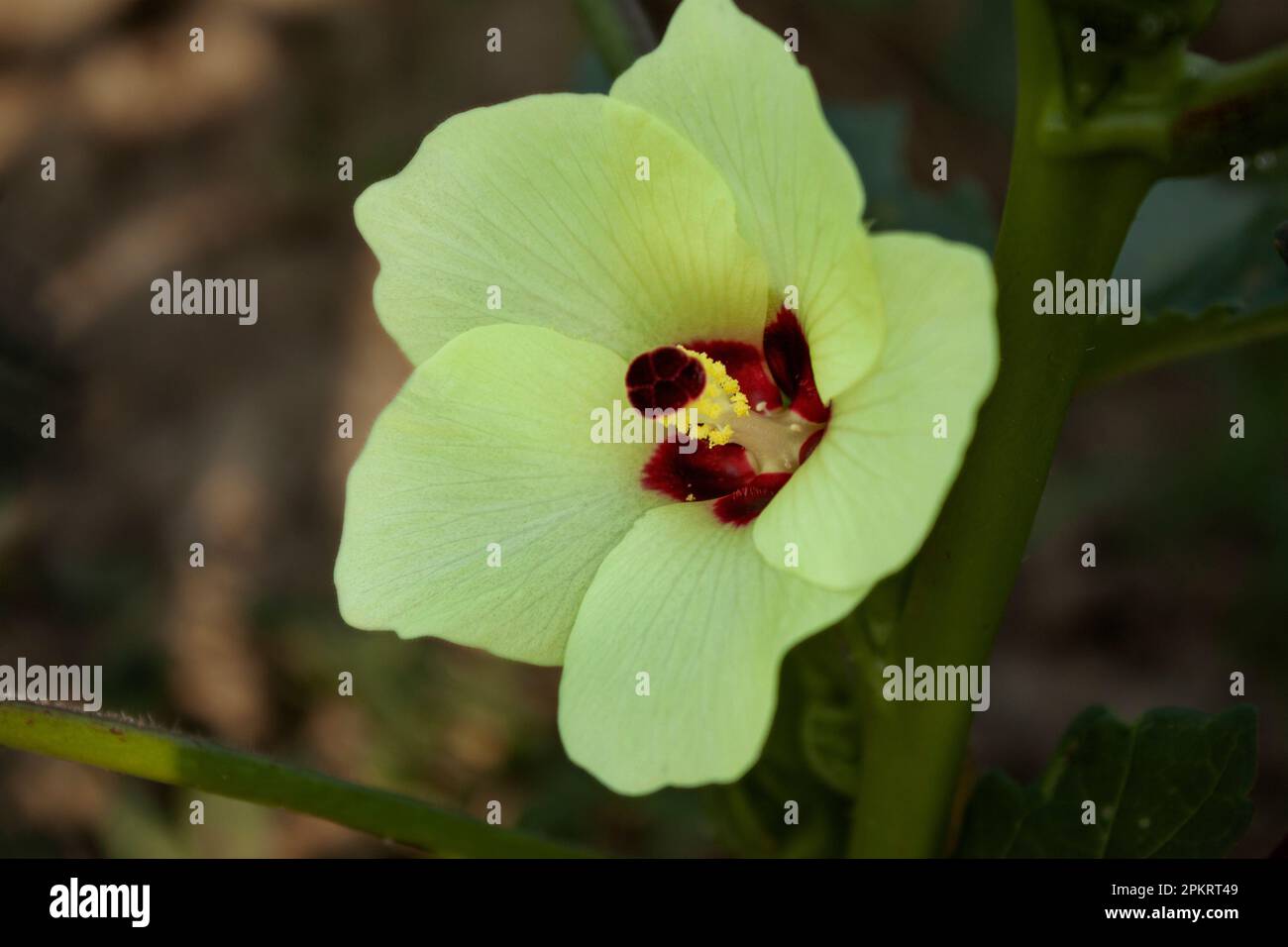 Flowers are reproductive structures of plants that are responsible for ...