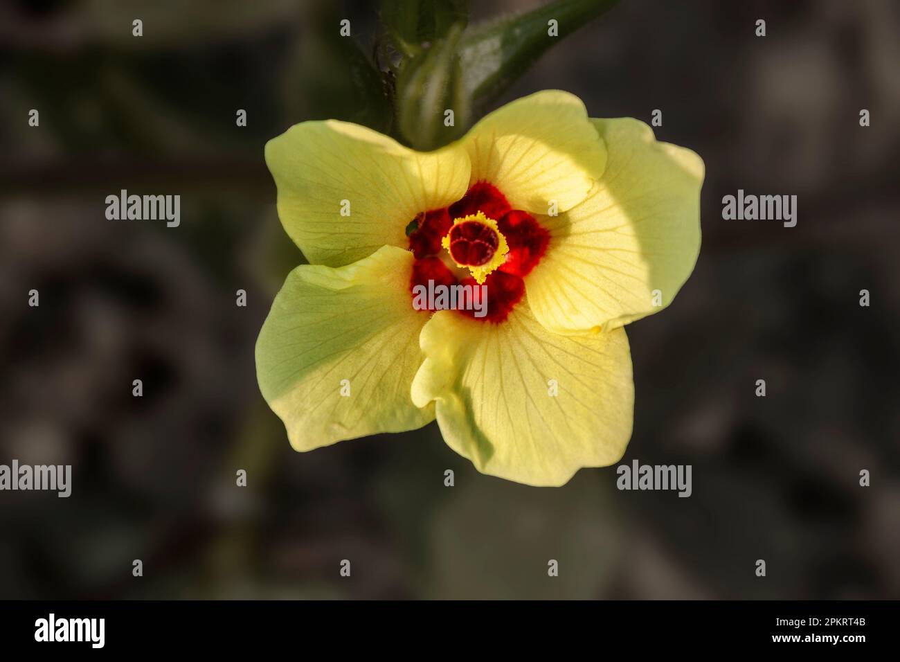 Flowers are reproductive structures of plants that are responsible for ...