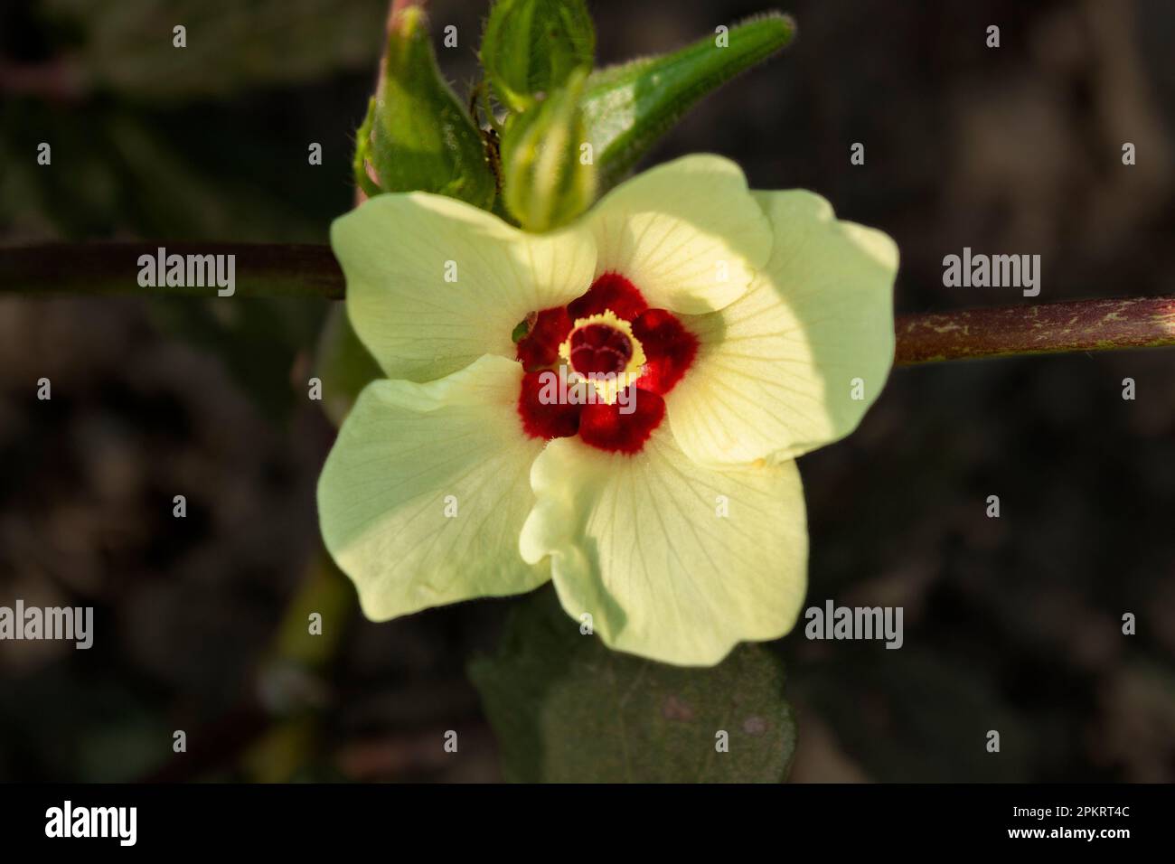 Flowers are reproductive structures of plants that are responsible for ...