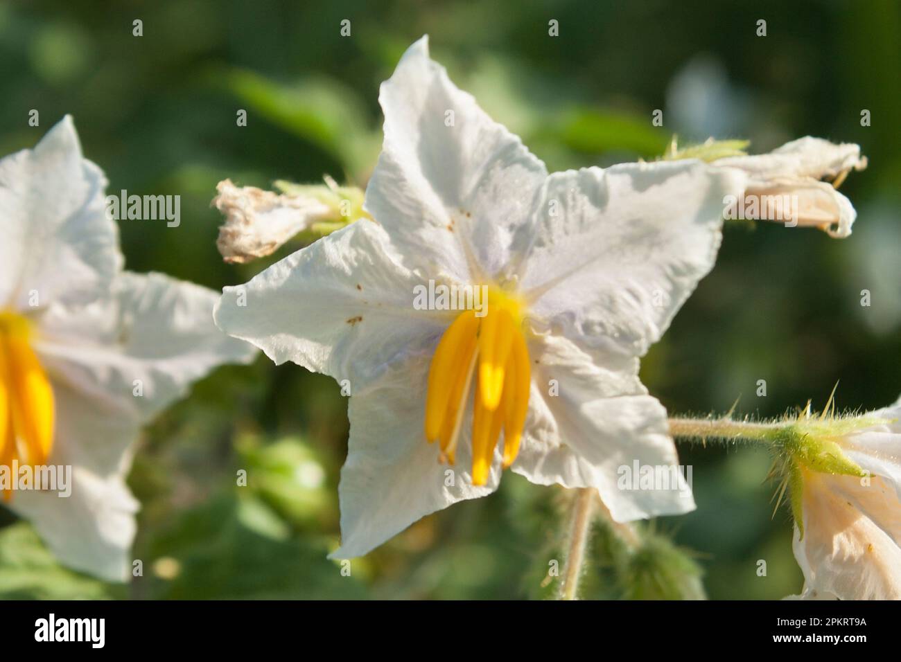 Flowers are reproductive structures of plants that are responsible for ...