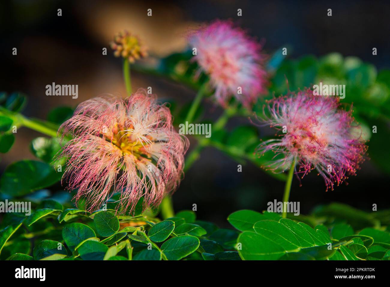 Flowers are reproductive structures of plants that are responsible for ...