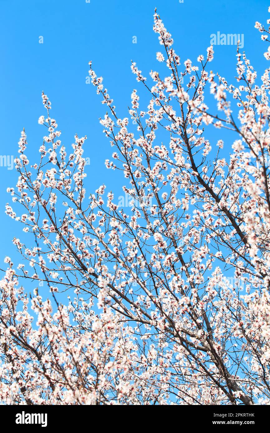 Blossom tree over nature background. spring flowers. spring background ...