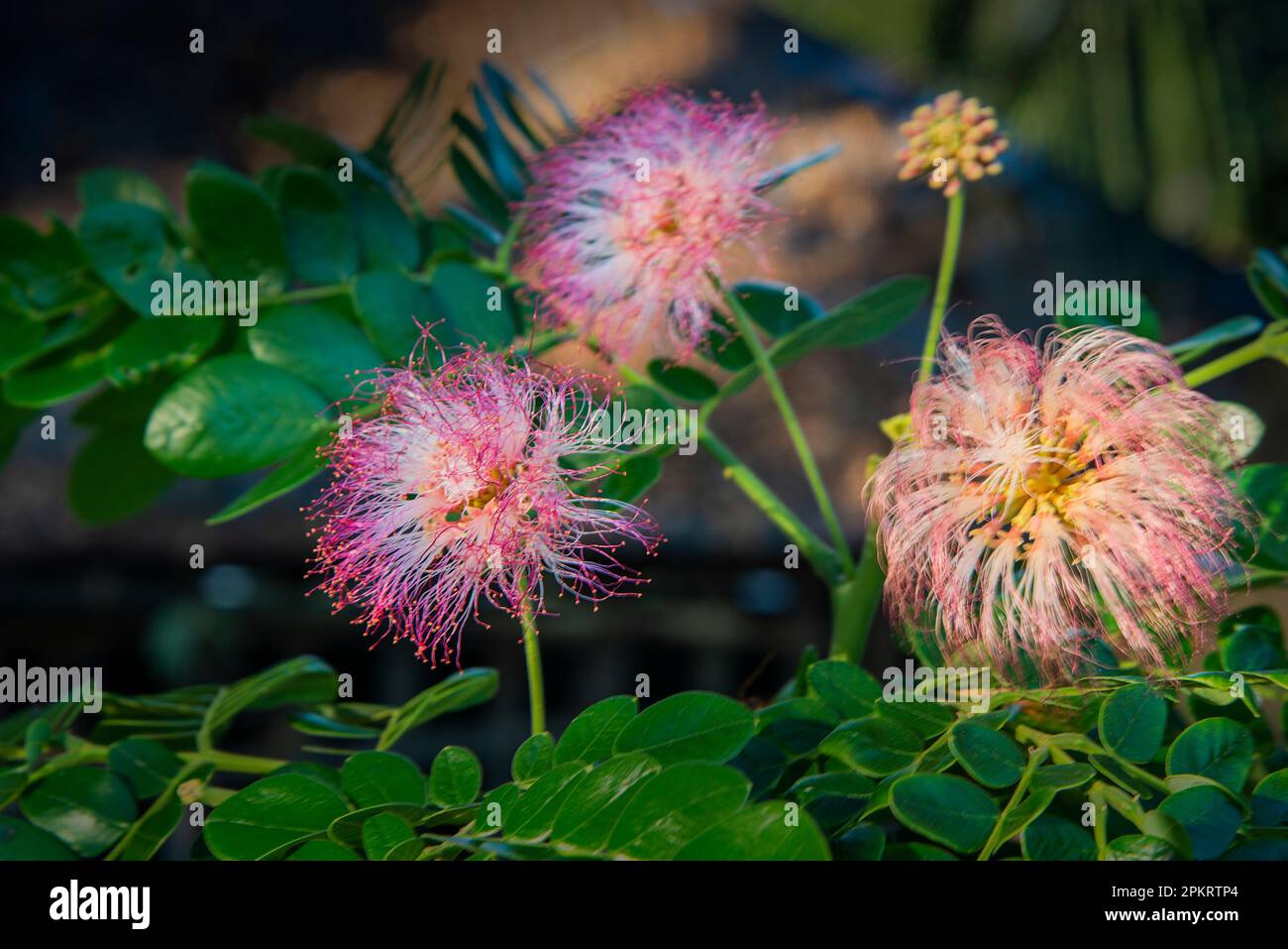 Flowers are reproductive structures of plants that are responsible for ...