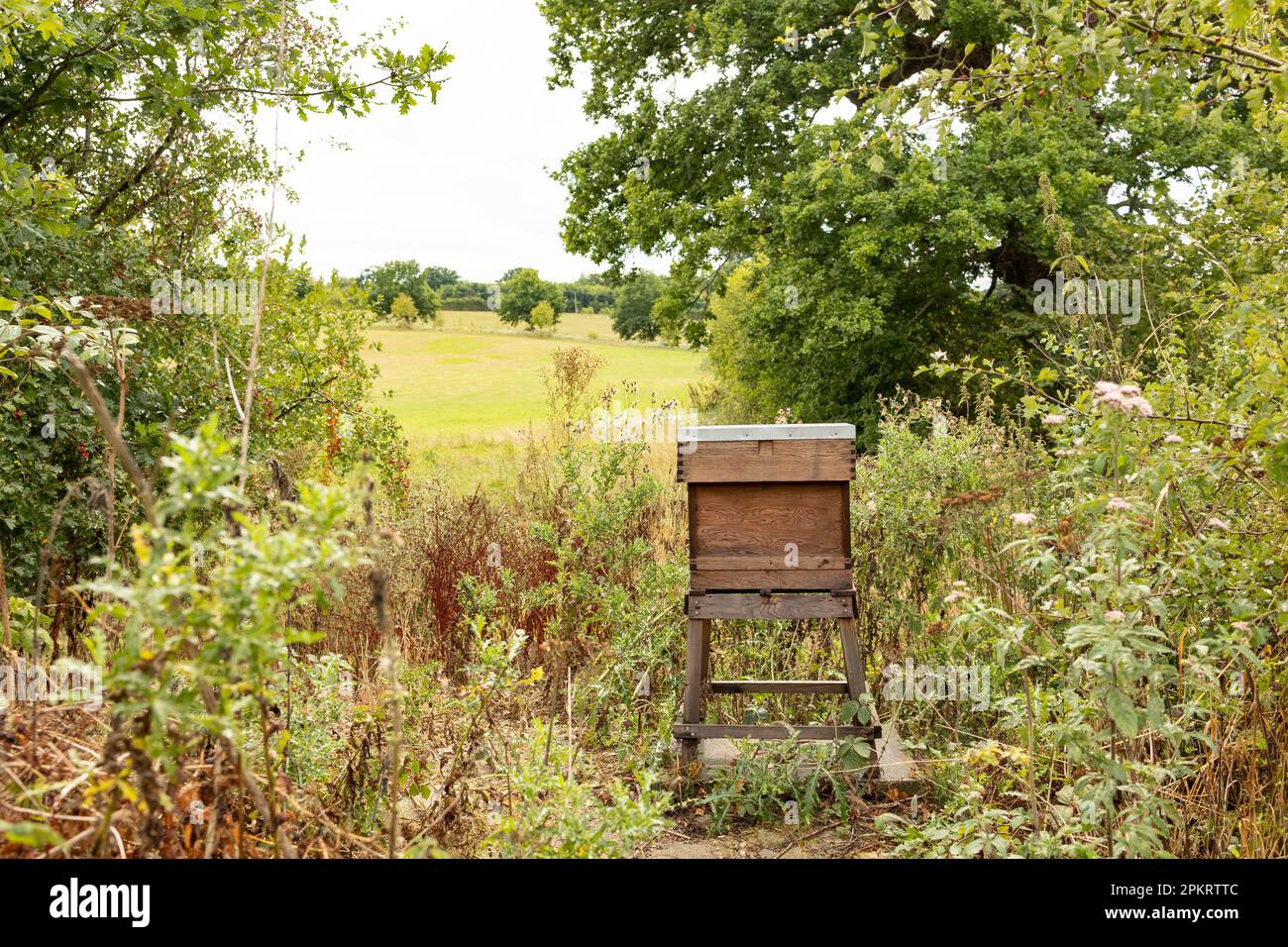 A beehive from a tree stands on an apiary. The houses of the bees are ...