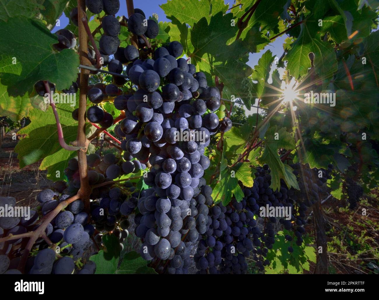 A row of Tokara grapes a day before harvesting Stock Photo - Alamy