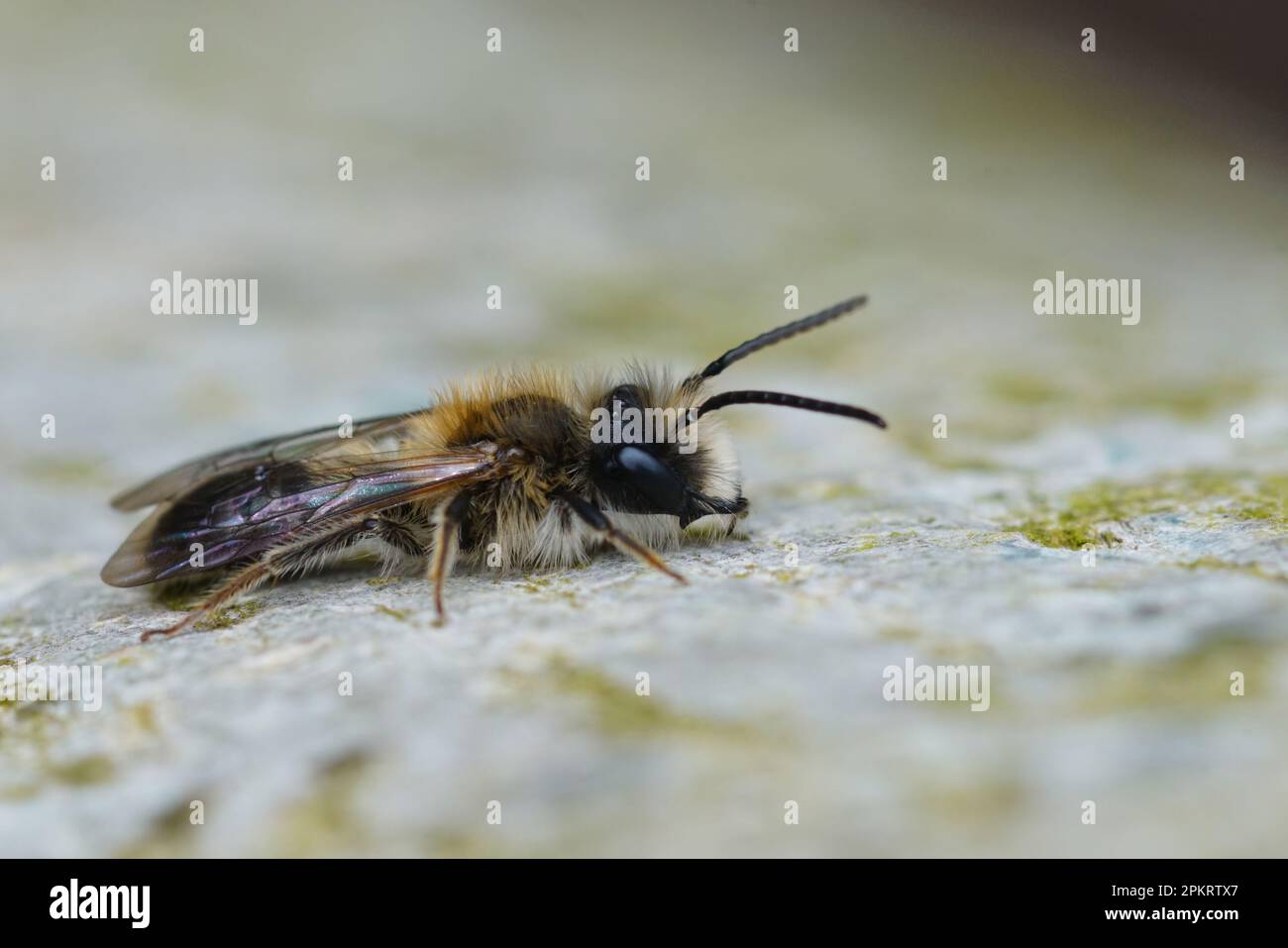 Natural closeup on a male Mellow miner solitary bee, Andrena mitis ...
