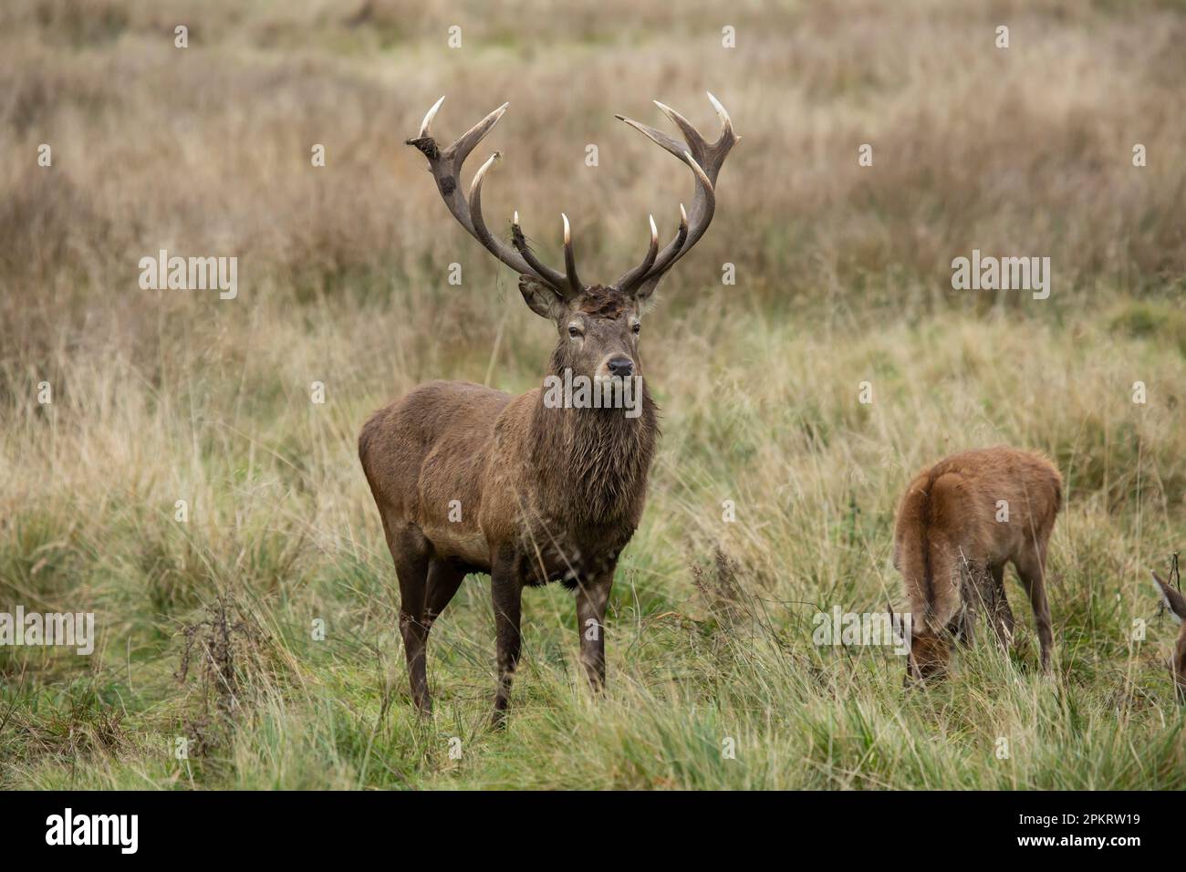 Sunlit deer hi-res stock photography and images - Alamy