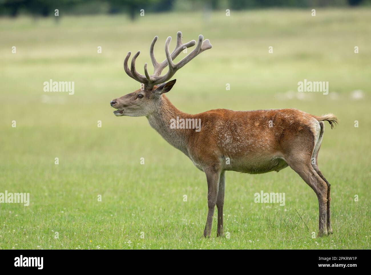Sunlit red deer, cervus elaphus, stag with new antlers Stock Photo - Alamy