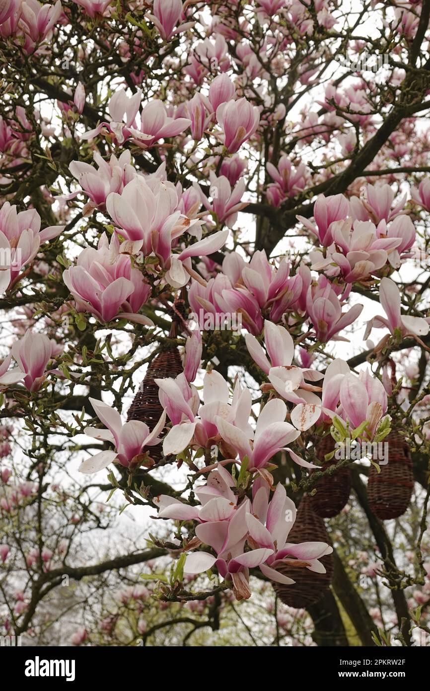 Natural vertical closeup on a colorful pink to white rich flowering ...