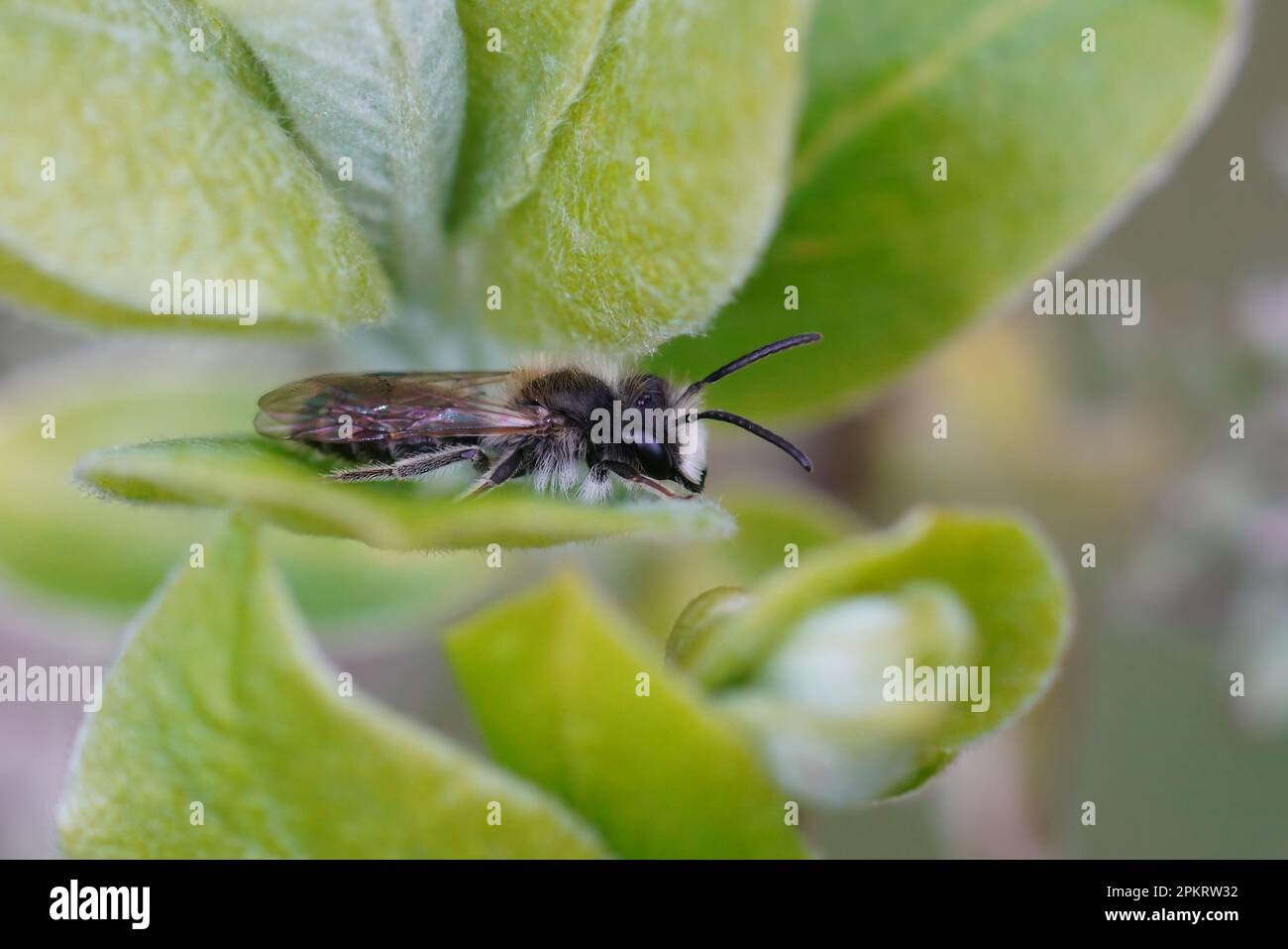 Natural closeup on a female red-bellied miner solitary bee, Andrena ...