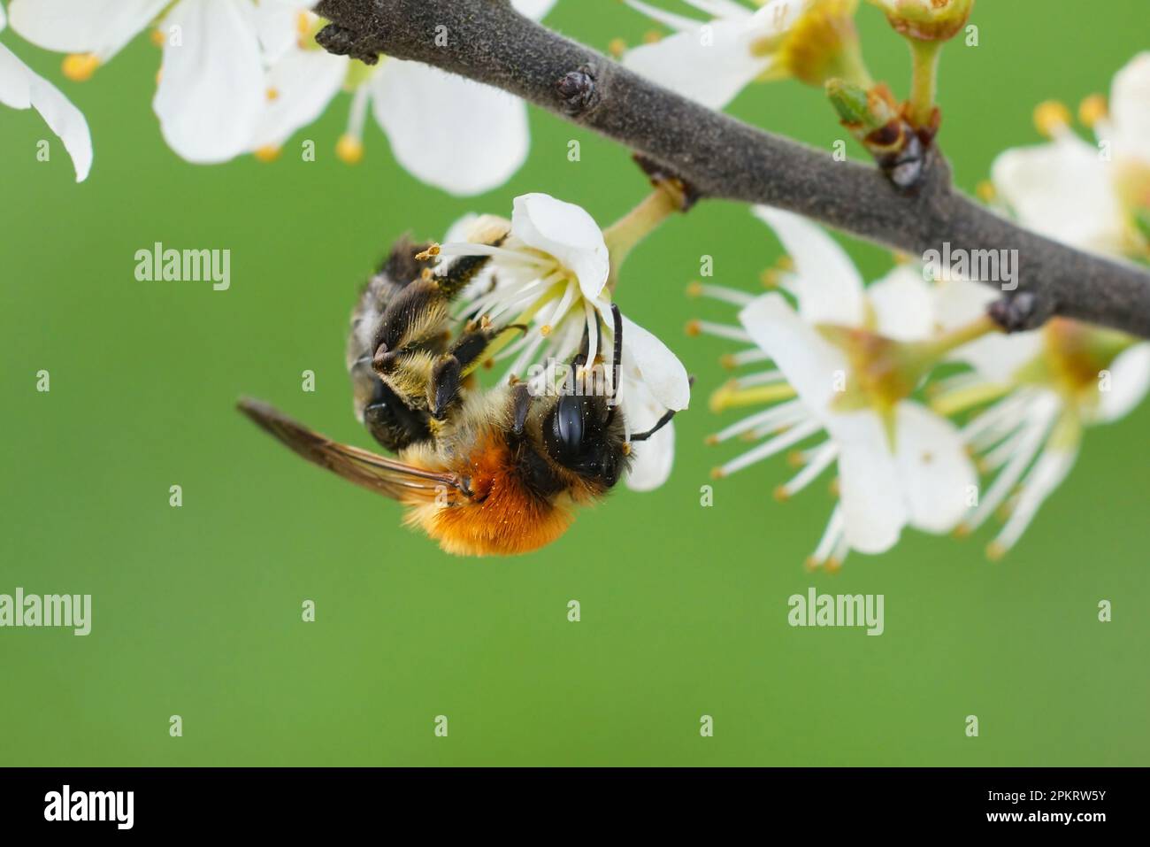Natural closeup on a colorful female Grey-patched mining bee, Andrena ...