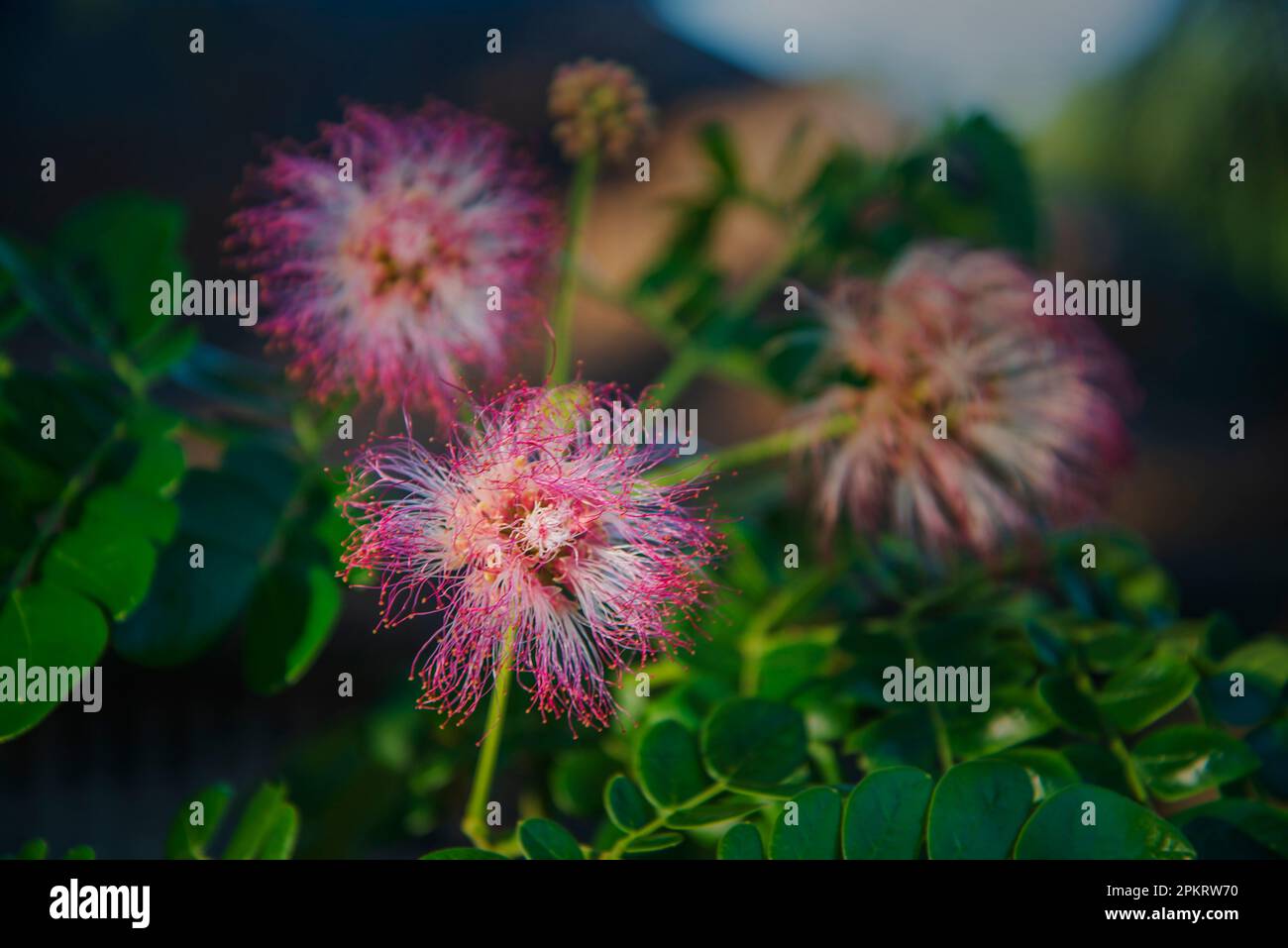 Flowers are reproductive structures of plants that are responsible for ...