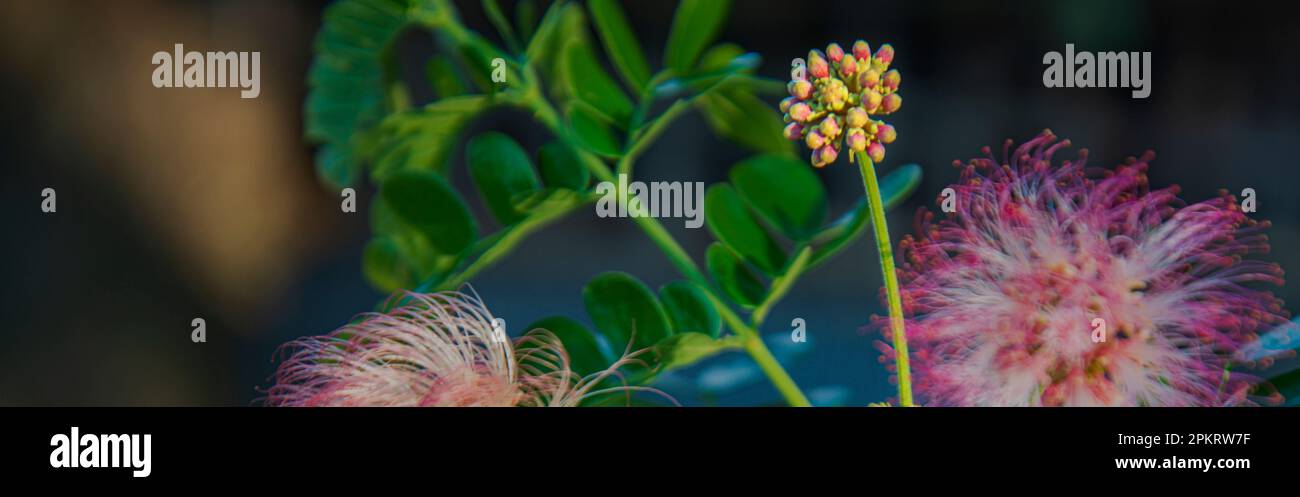 Flowers are reproductive structures of plants that are responsible for ...