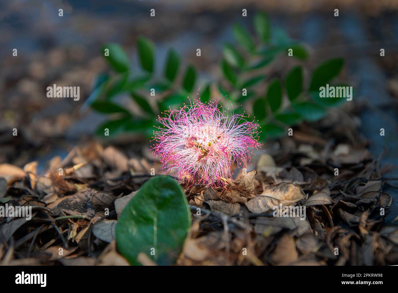 Flowers are reproductive structures of plants that are responsible for ...