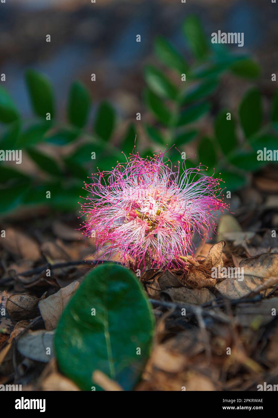 Flowers are reproductive structures of plants that are responsible for ...