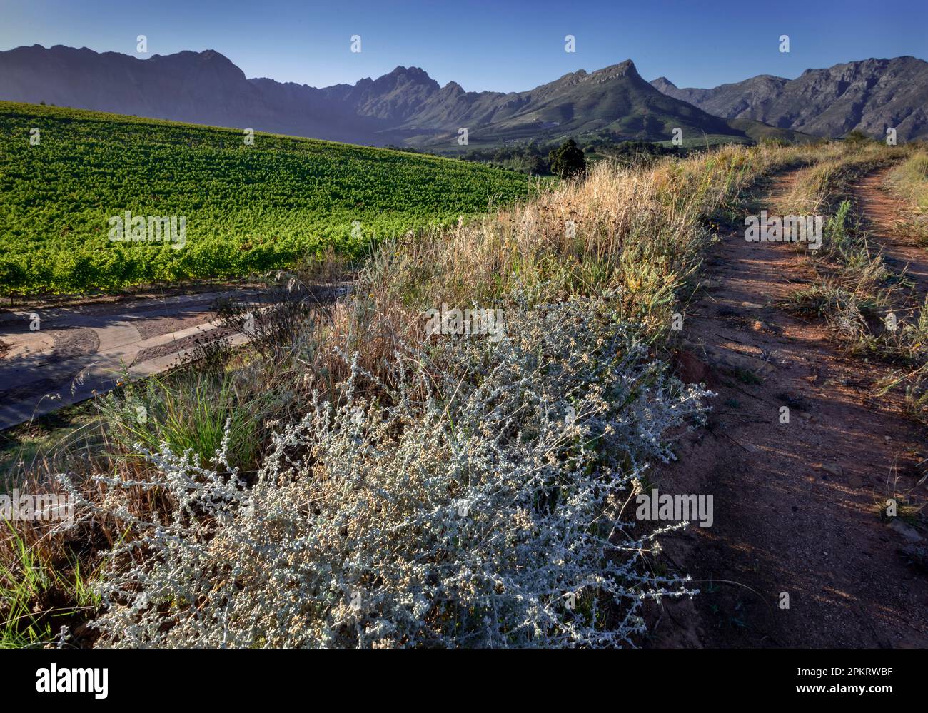 View across the vineyards of Tokara towards the Groot Drakenstein ...