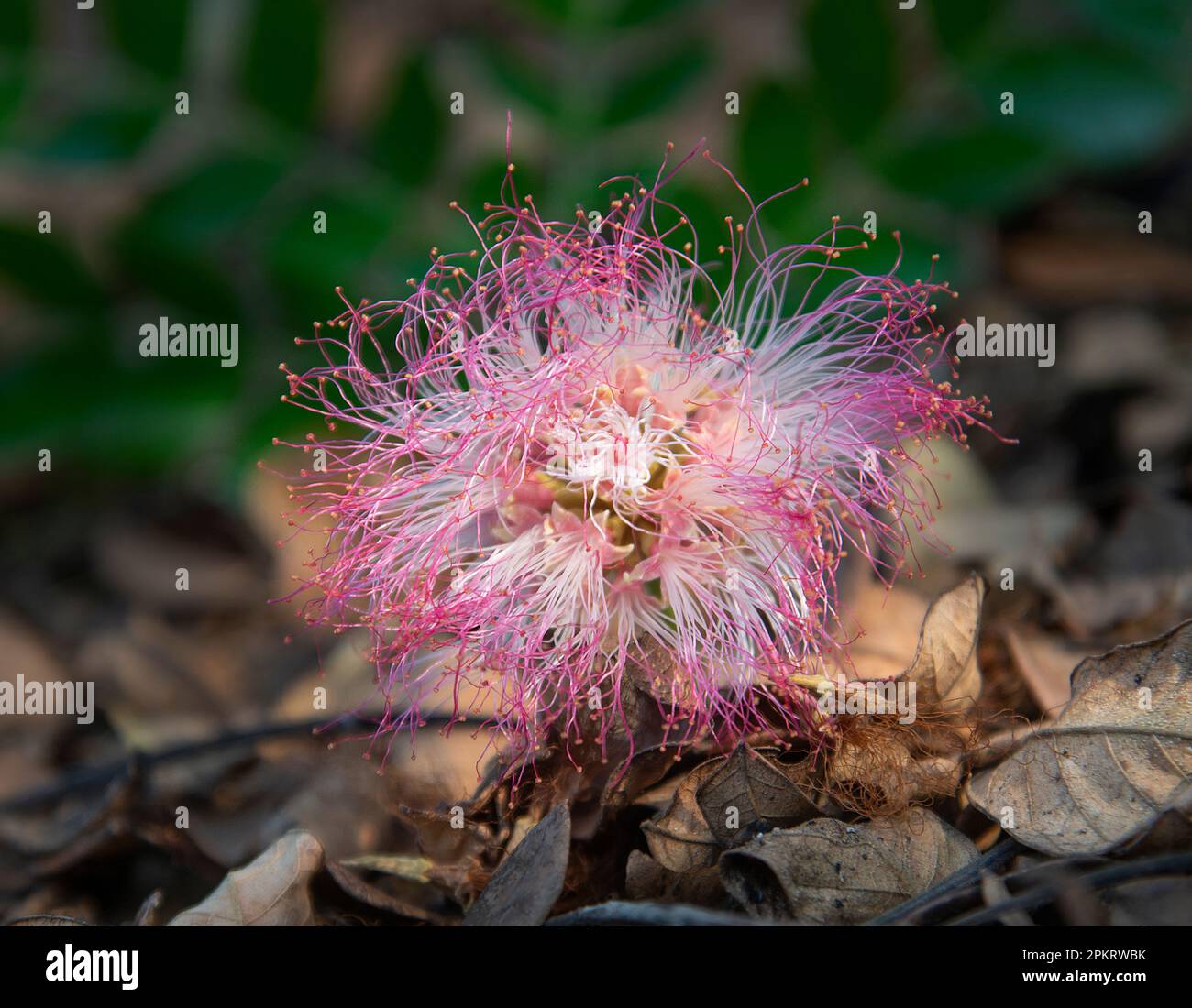 Flowers are reproductive structures of plants that are responsible for ...