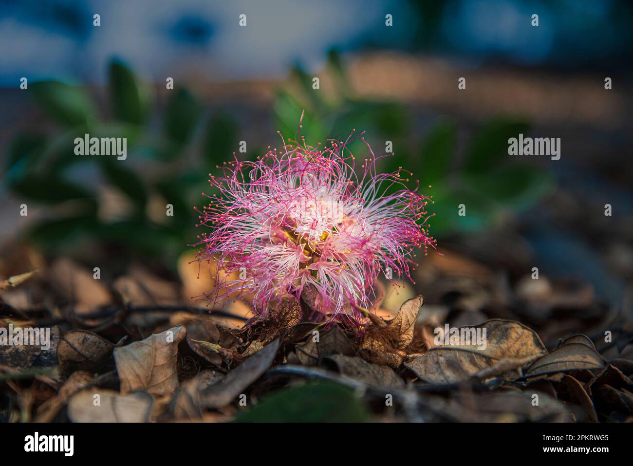 Flowers are reproductive structures of plants that are responsible for ...