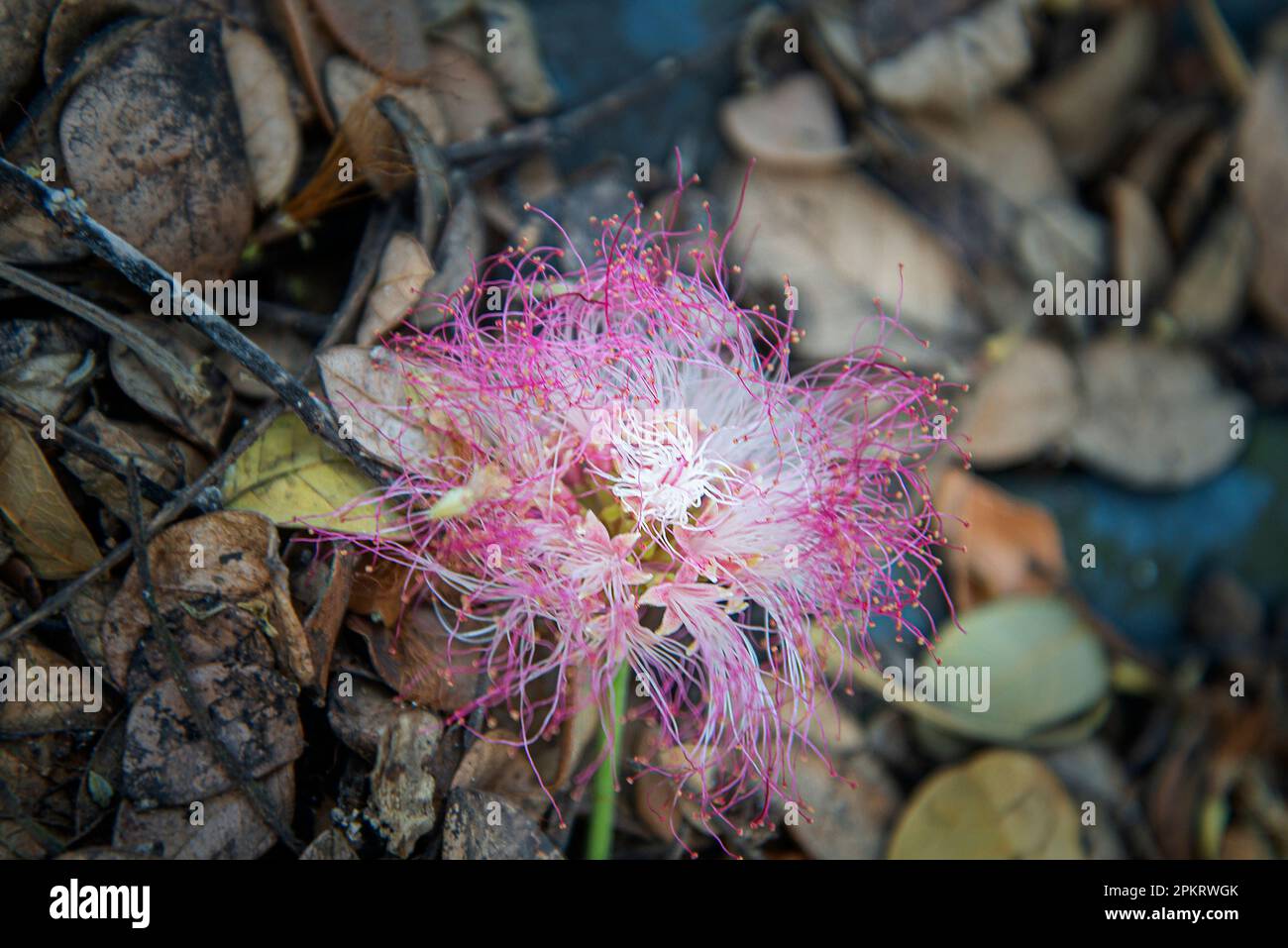 Flowers are reproductive structures of plants that are responsible for ...