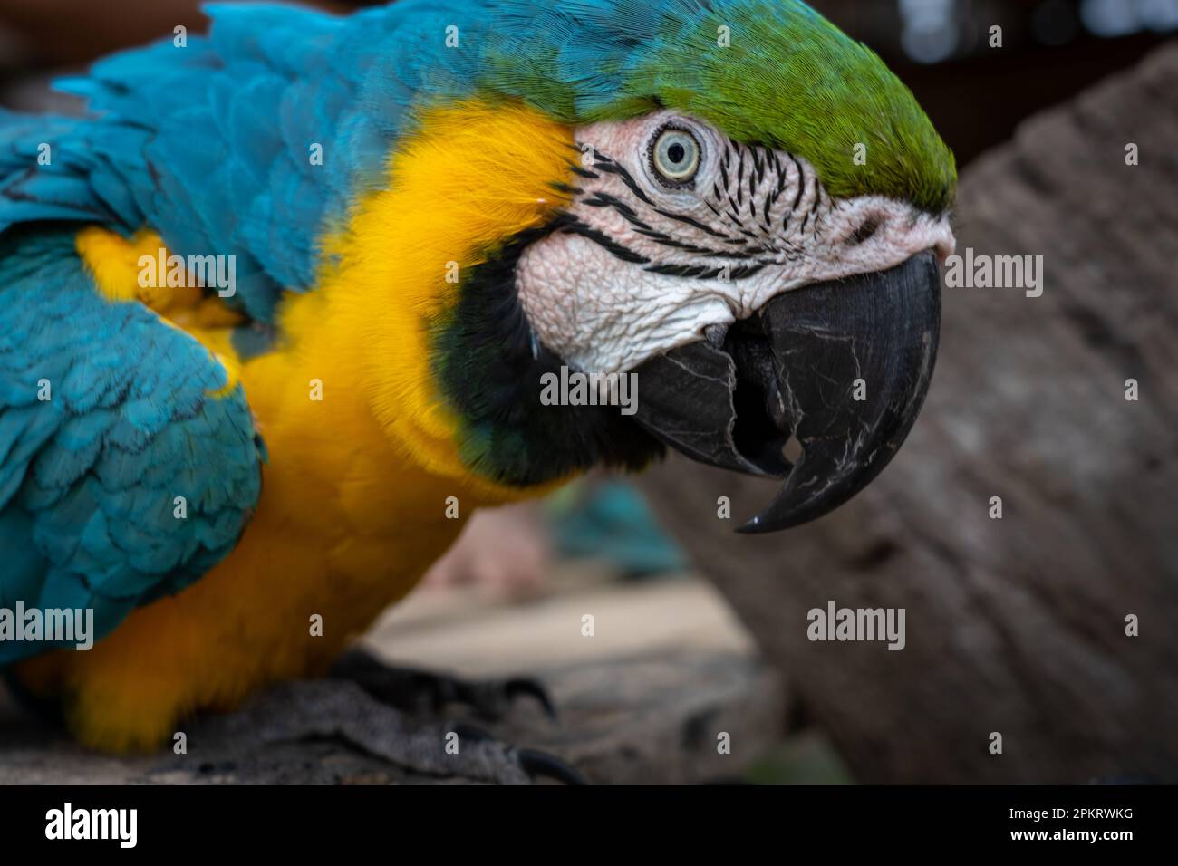 Blue-and-Yellow Macaw (Ara ararauna) in the Peruvian Amazon Stock Photo ...