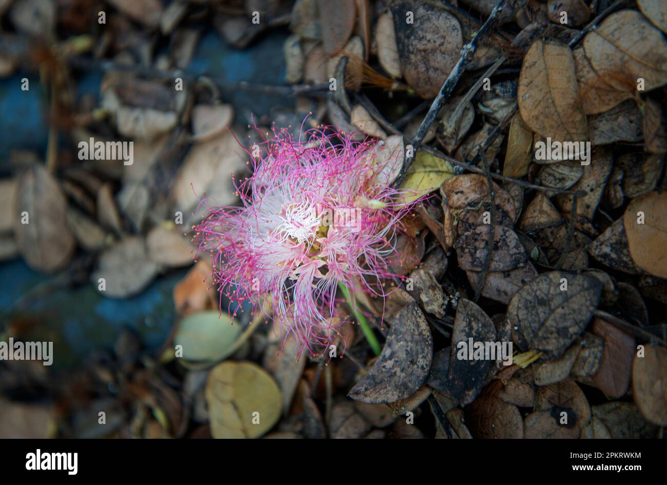 Flowers are reproductive structures of plants that are responsible for ...