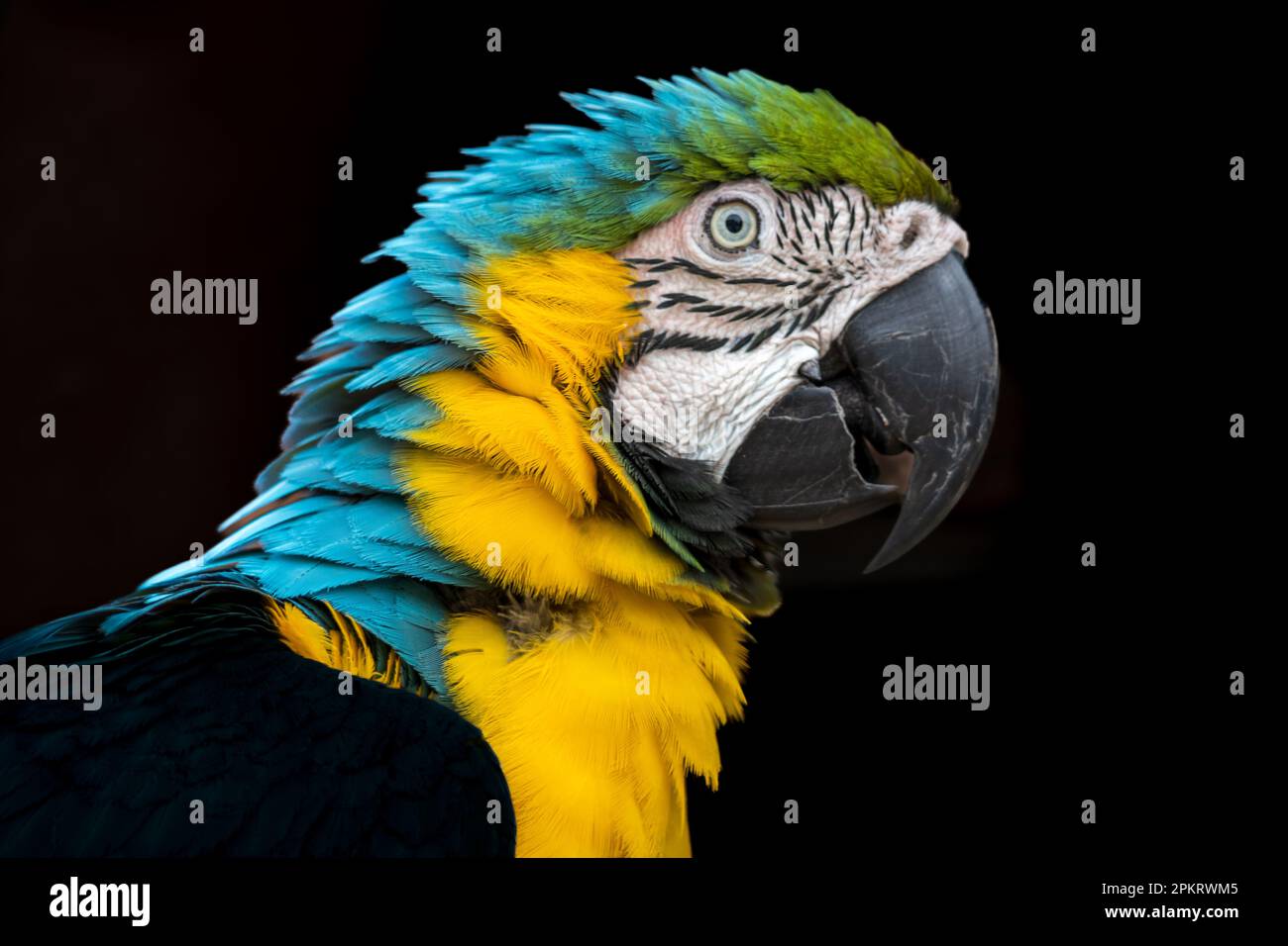 Blue-and-Yellow Macaw (Ara ararauna) in the Peruvian Amazon Stock Photo ...