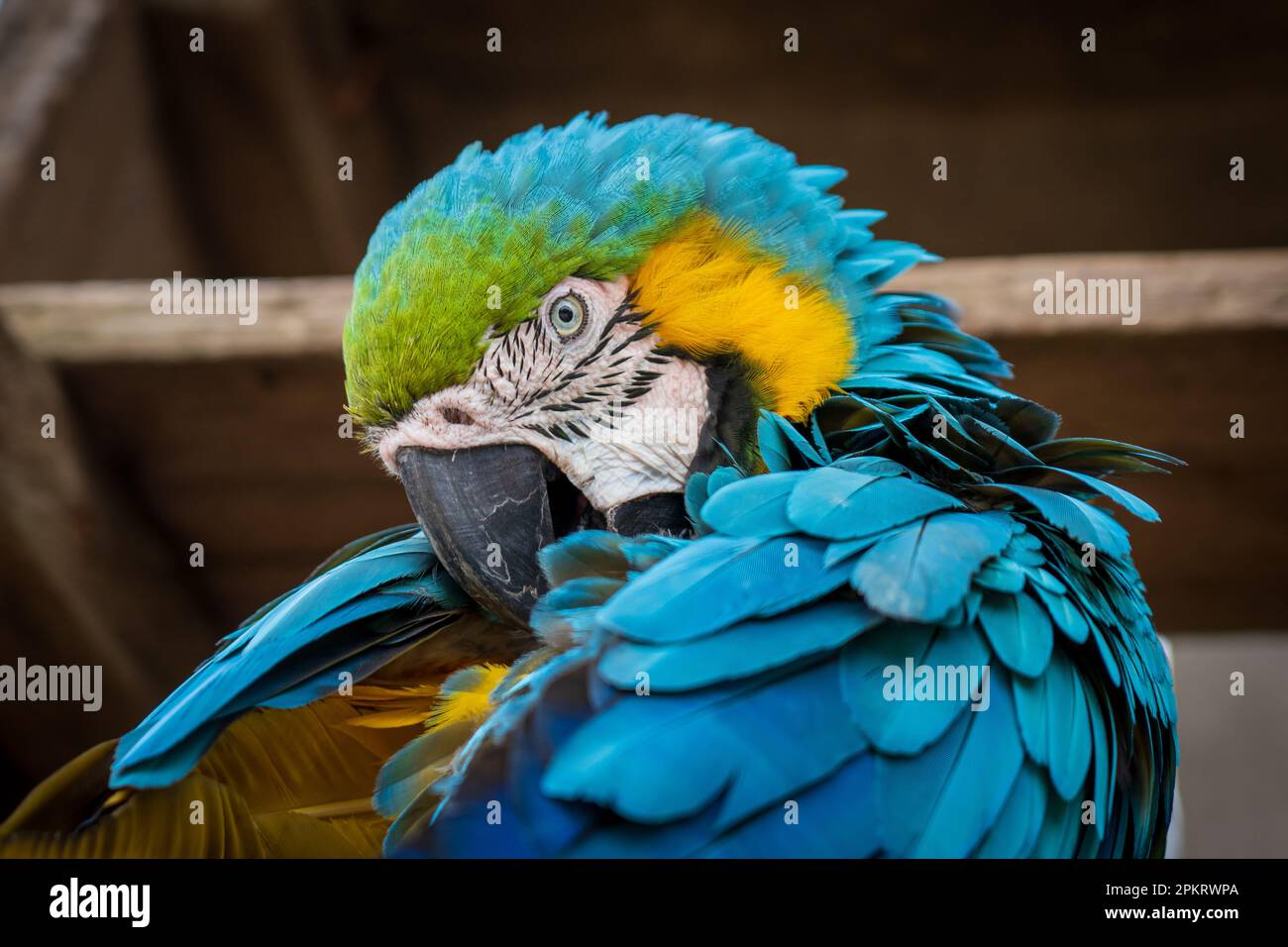 Blue-and-Yellow Macaw (Ara ararauna) in the Peruvian Amazon Stock Photo - Alamy