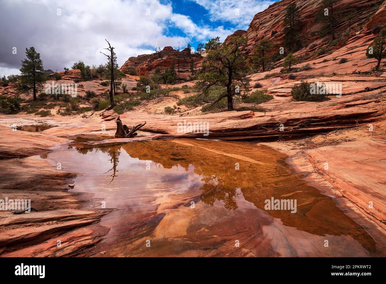 Spring in the Many Pools section of Zion National Park outside ...