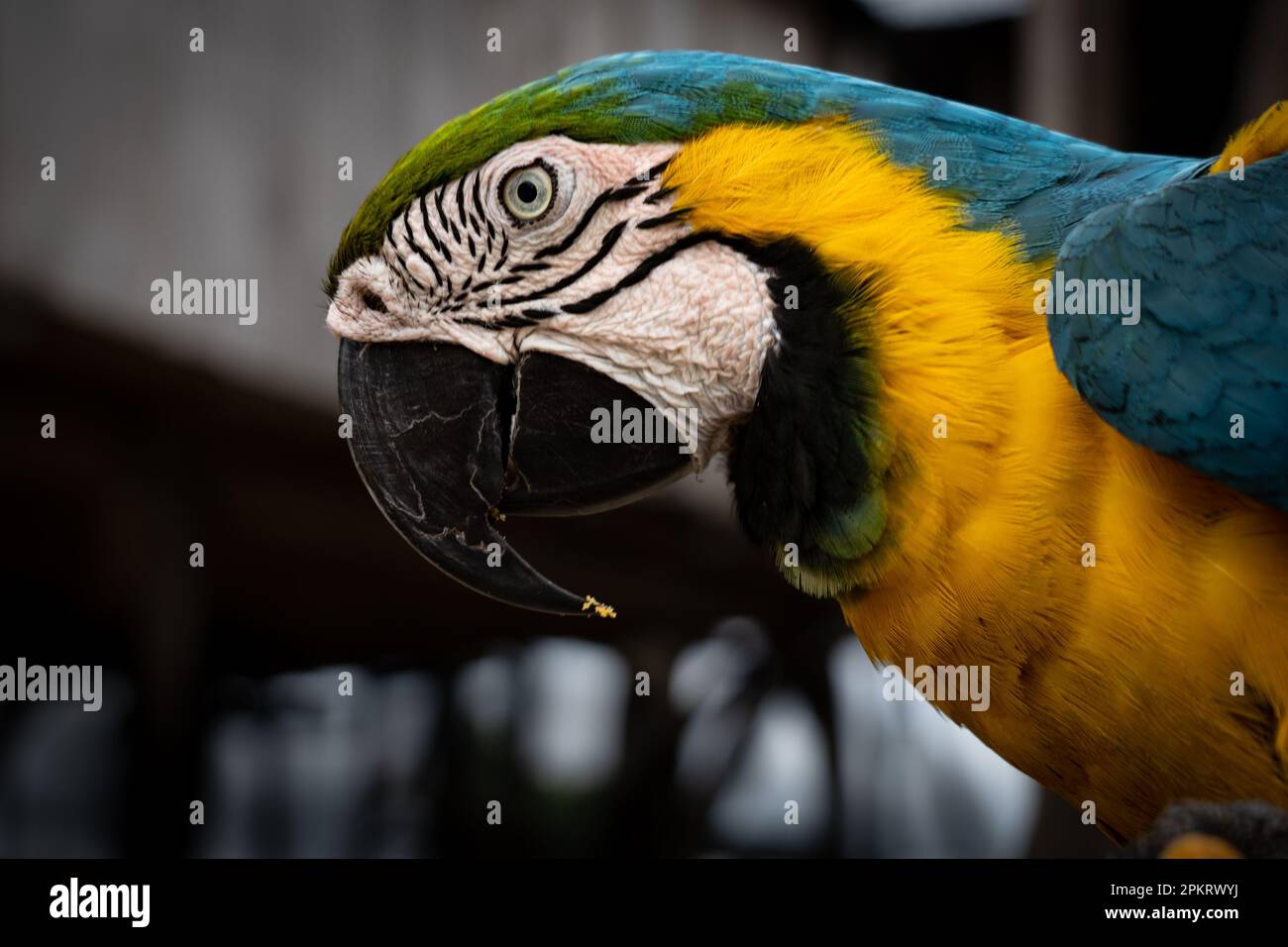 Blue-and-Yellow Macaw (Ara ararauna) in the Peruvian Amazon Stock Photo ...