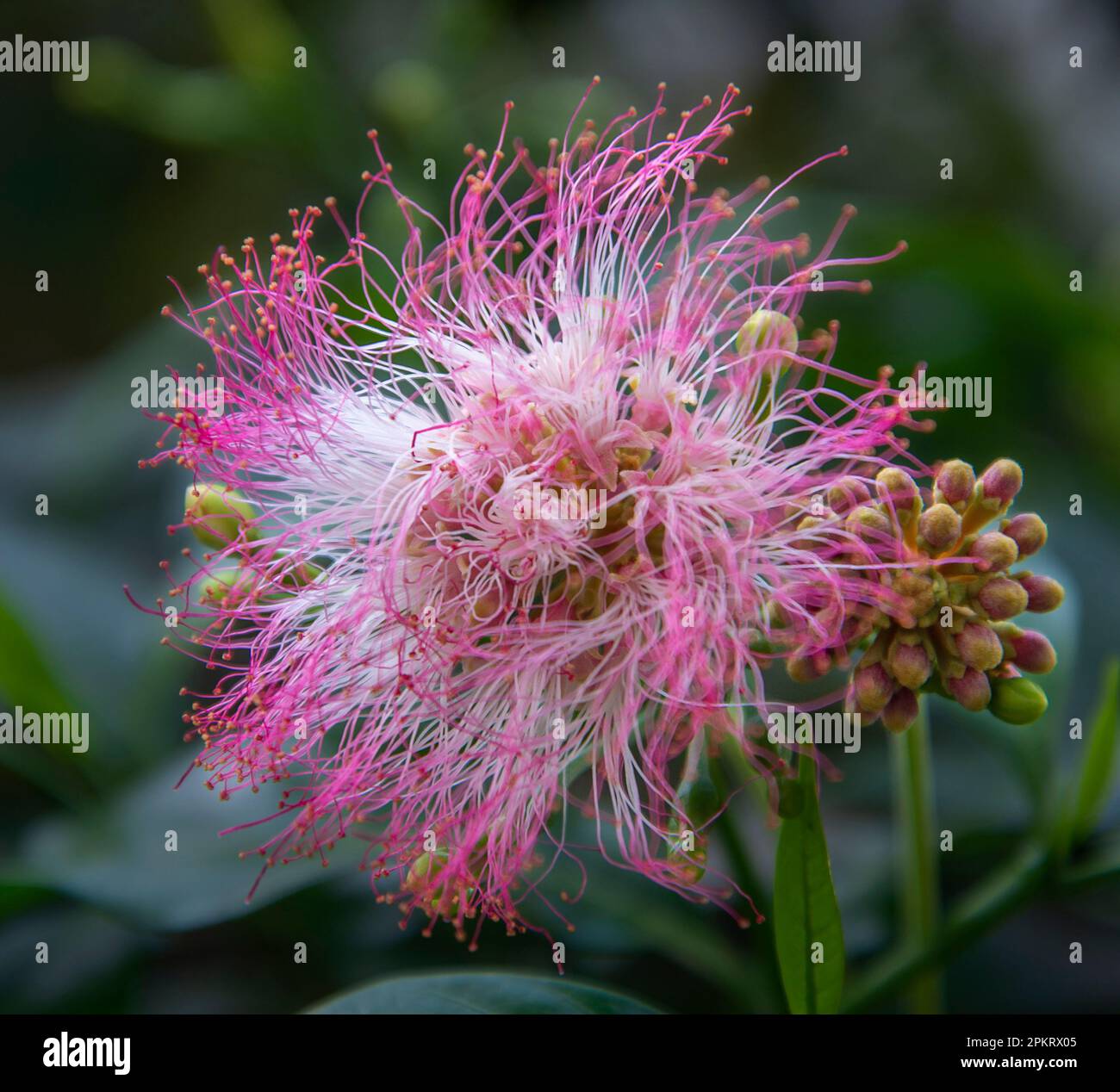 Flowers are reproductive structures of plants that are responsible for ...