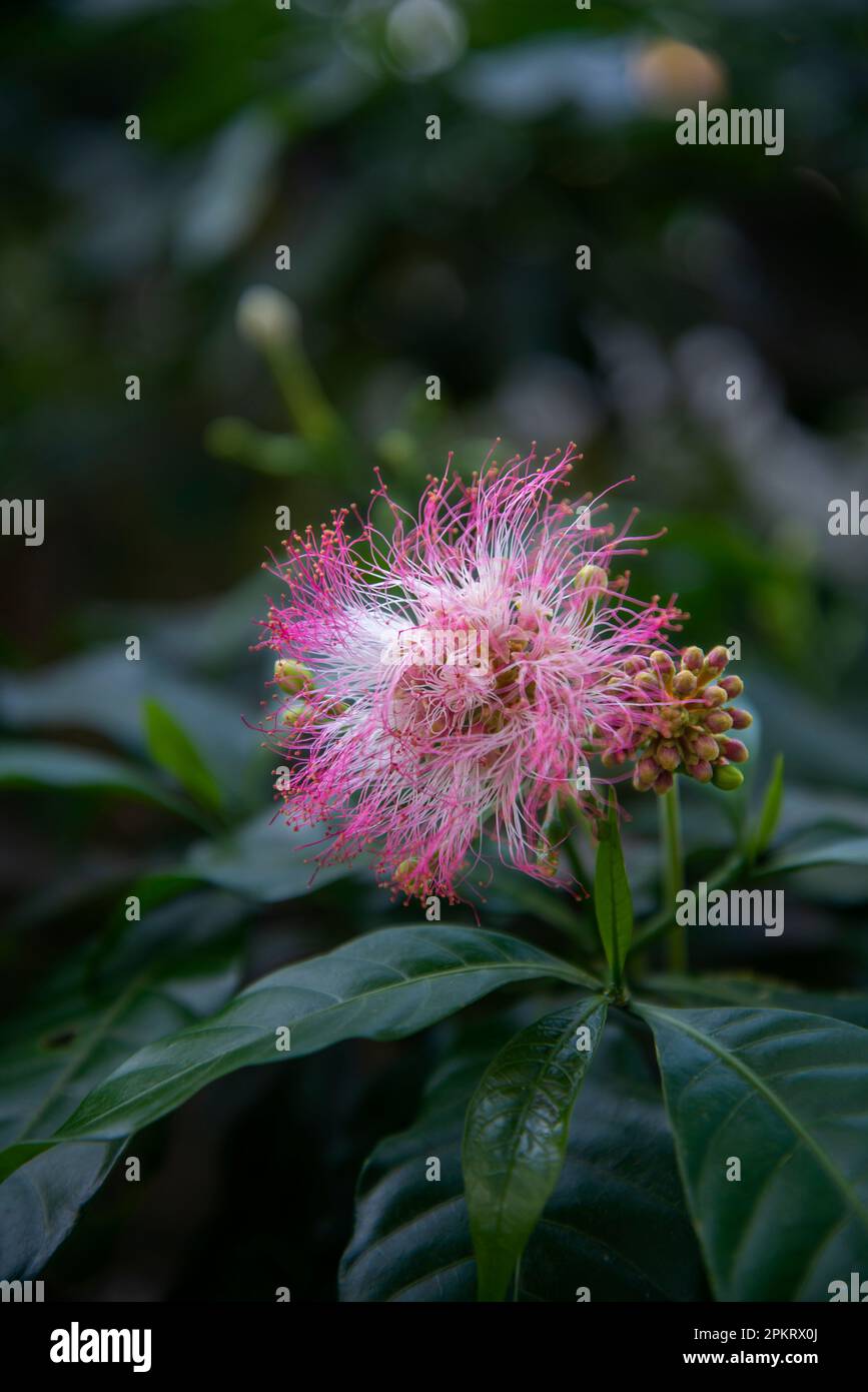 Flowers are reproductive structures of plants that are responsible for ...