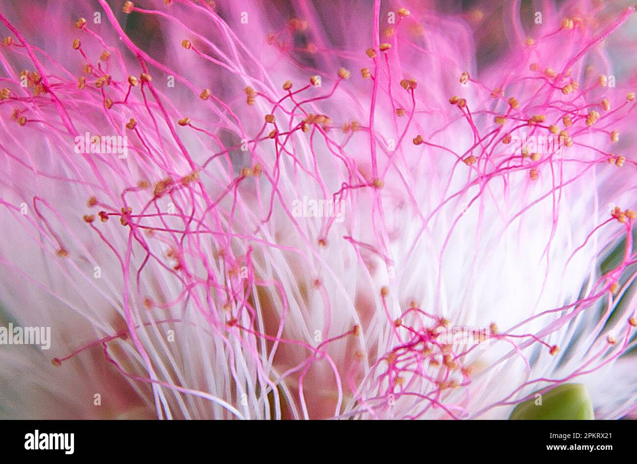 Flowers are reproductive structures of plants that are responsible for ...