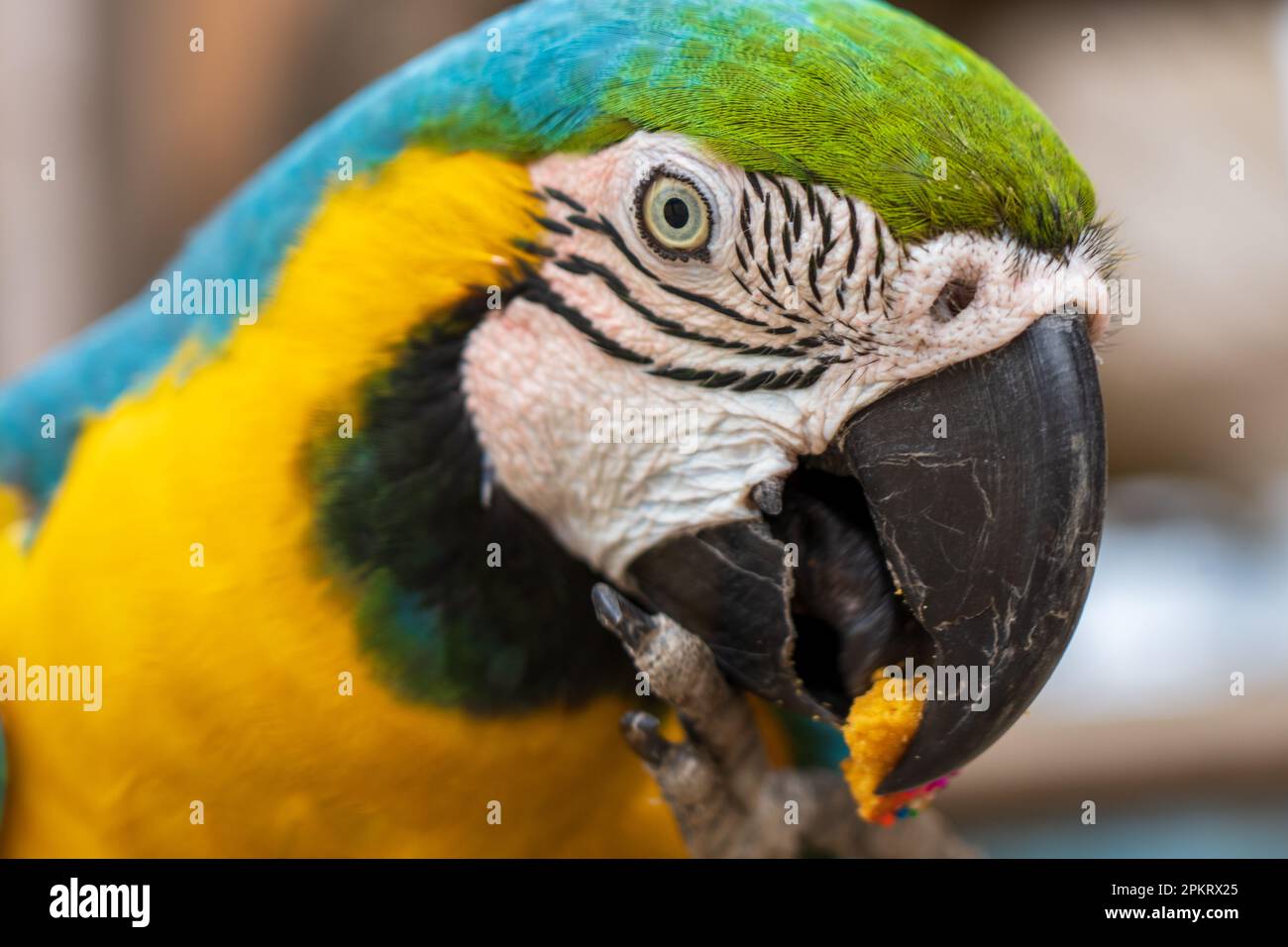 Blue-and-Yellow Macaw (Ara ararauna) in the Peruvian Amazon Stock Photo ...