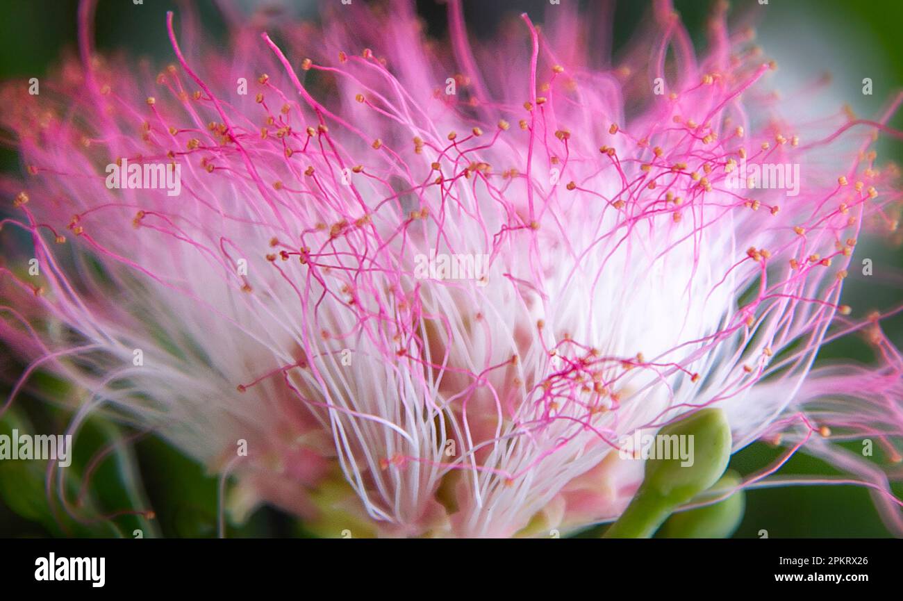 Flowers are reproductive structures of plants that are responsible for ...