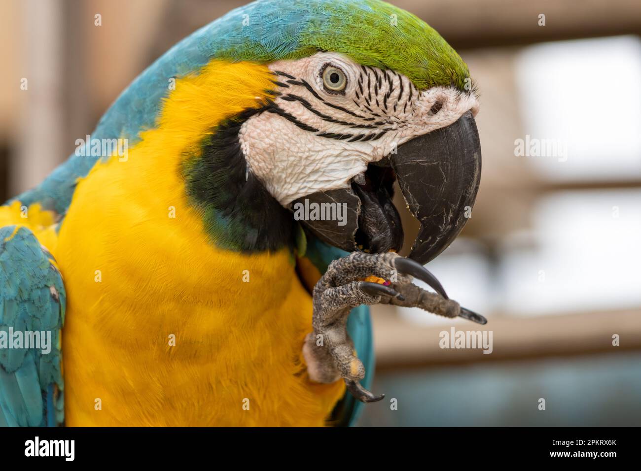 Blue-and-Yellow Macaw (Ara ararauna) in the Peruvian Amazon Stock Photo ...