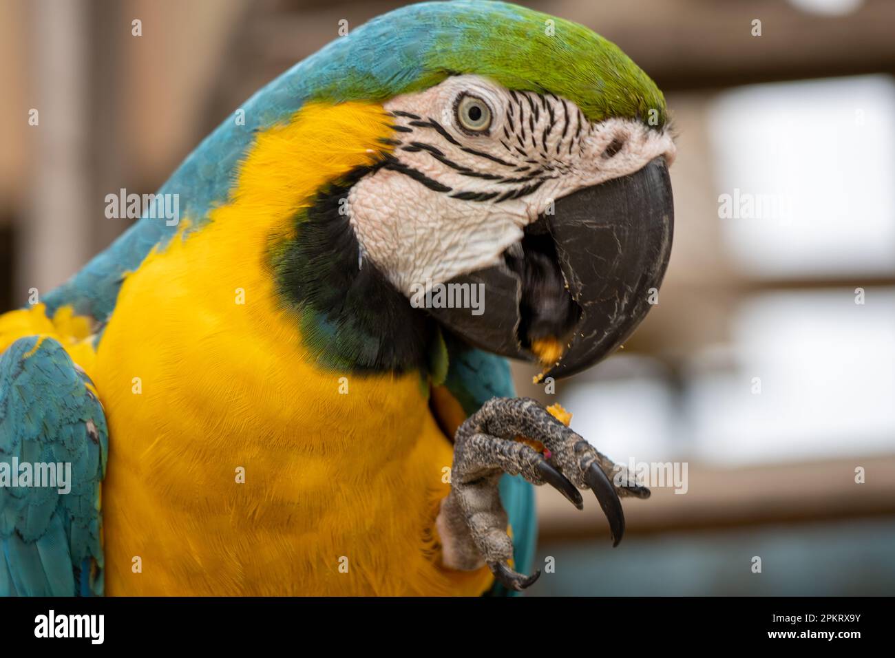 Blue-and-Yellow Macaw (Ara ararauna) in the Peruvian Amazon Stock Photo ...