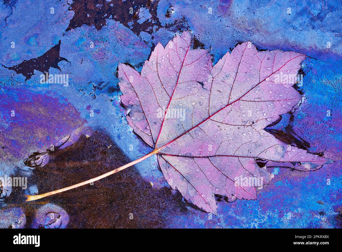 Autumn leaf along the shore of Lake Jean in Ricketts Glen State Park ...