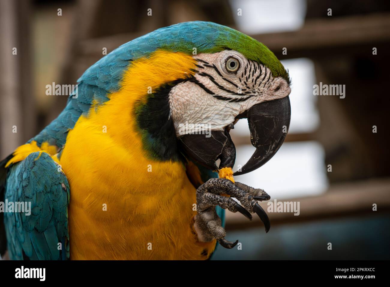 Blue-and-Yellow Macaw (Ara ararauna) in the Peruvian Amazon Stock Photo ...
