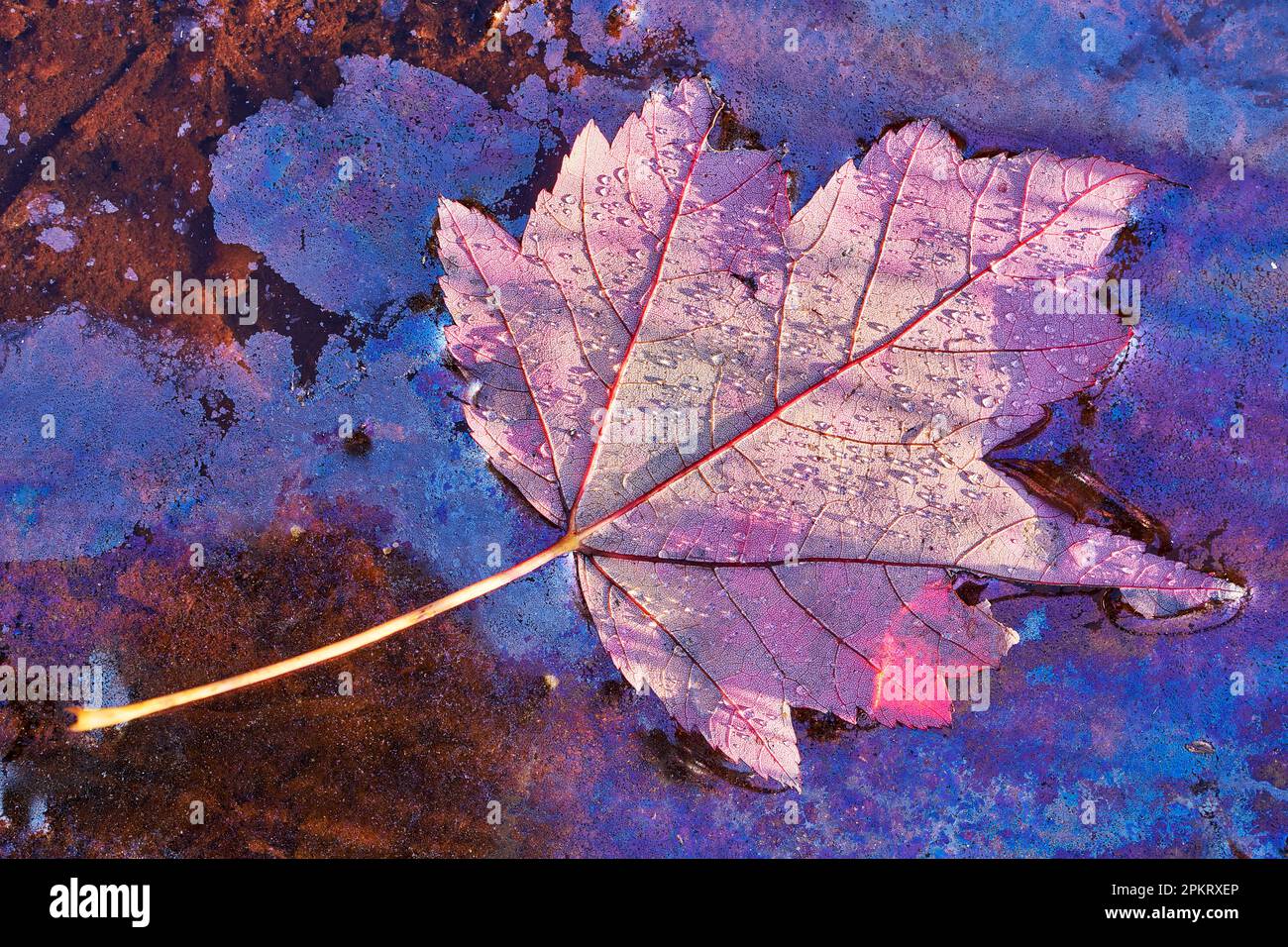 Autumn leaf along the shore of Lake Jean in Ricketts Glen State Park ...