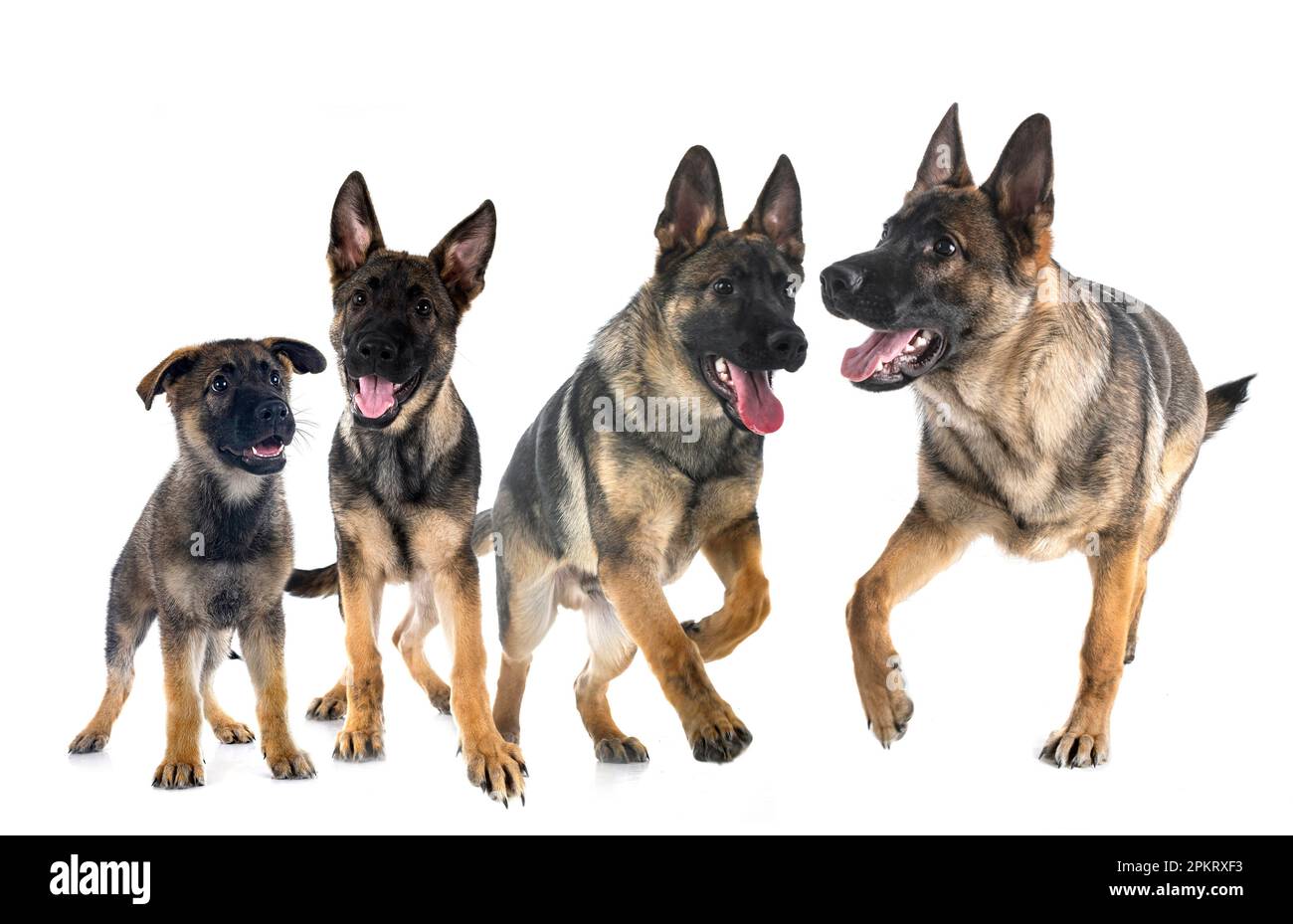 young german shepherds in front of white background Stock Photo - Alamy
