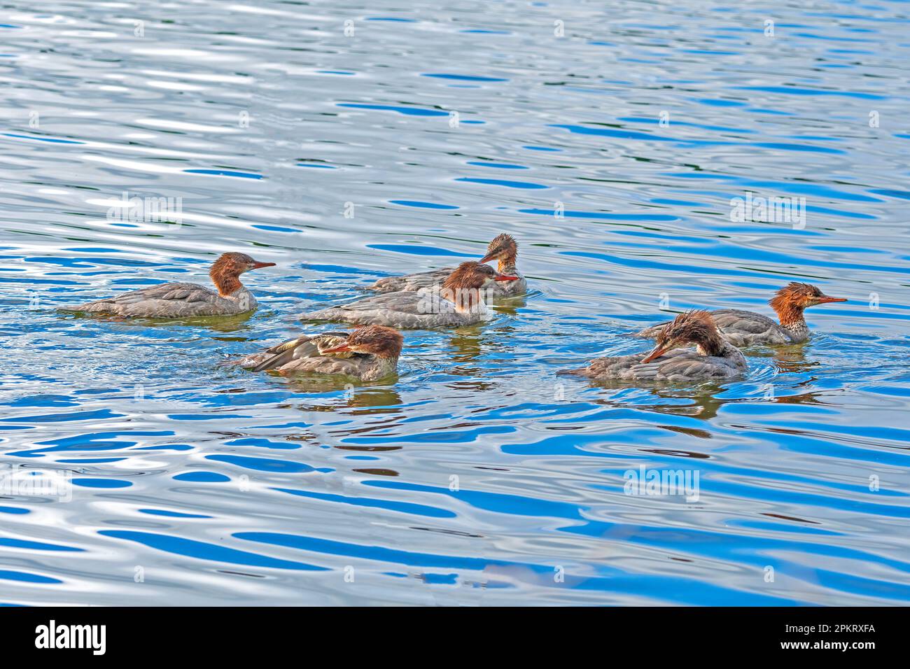 A Dopping of Female Mergansers on the Move in the Sylvania Wilderness ...
