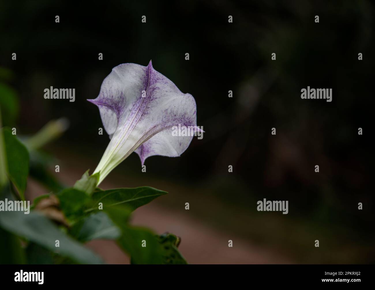 Flowers are reproductive structures of plants that are responsible for ...