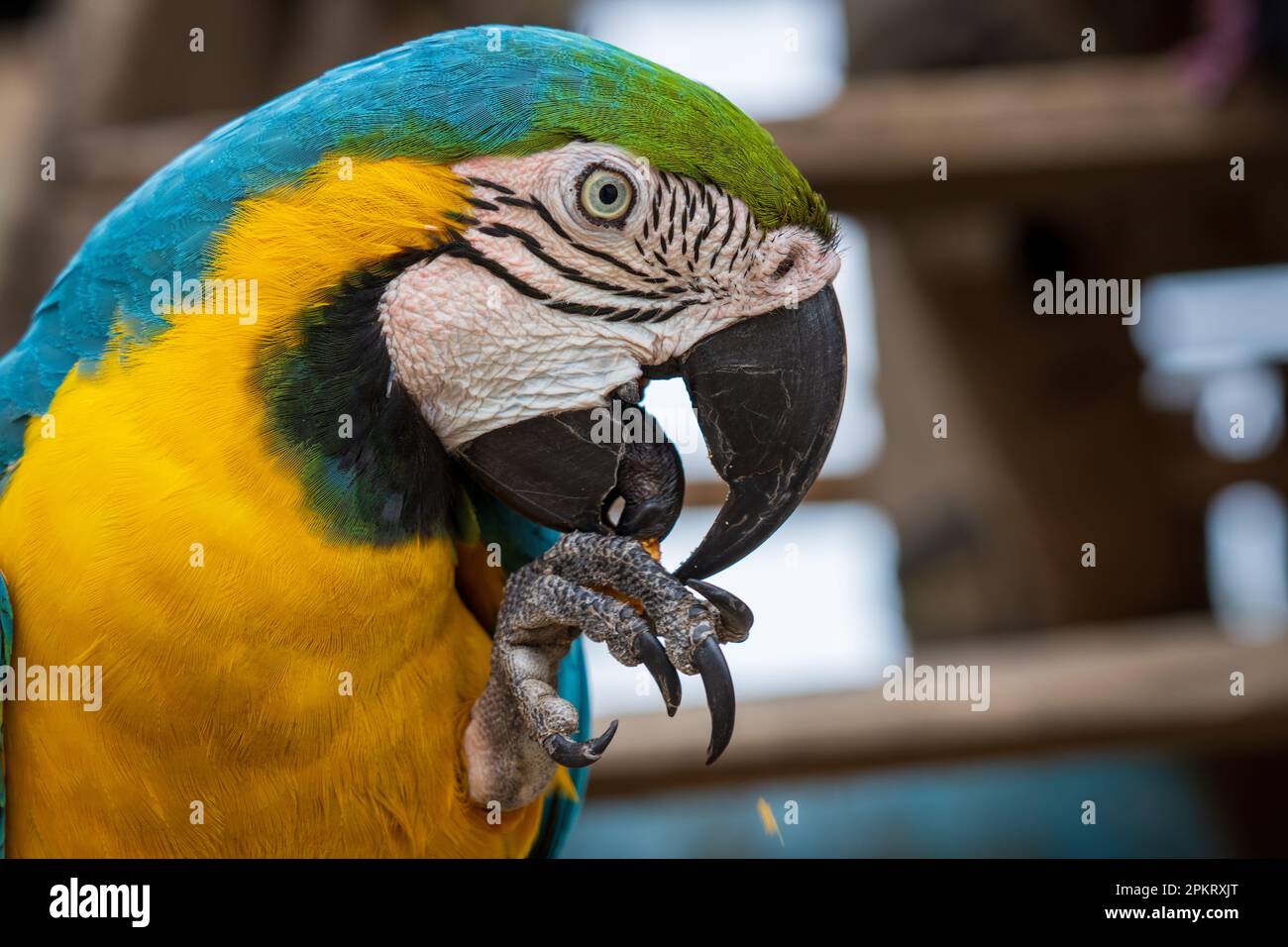 Blue-and-Yellow Macaw (Ara ararauna) in the Peruvian Amazon Stock Photo ...
