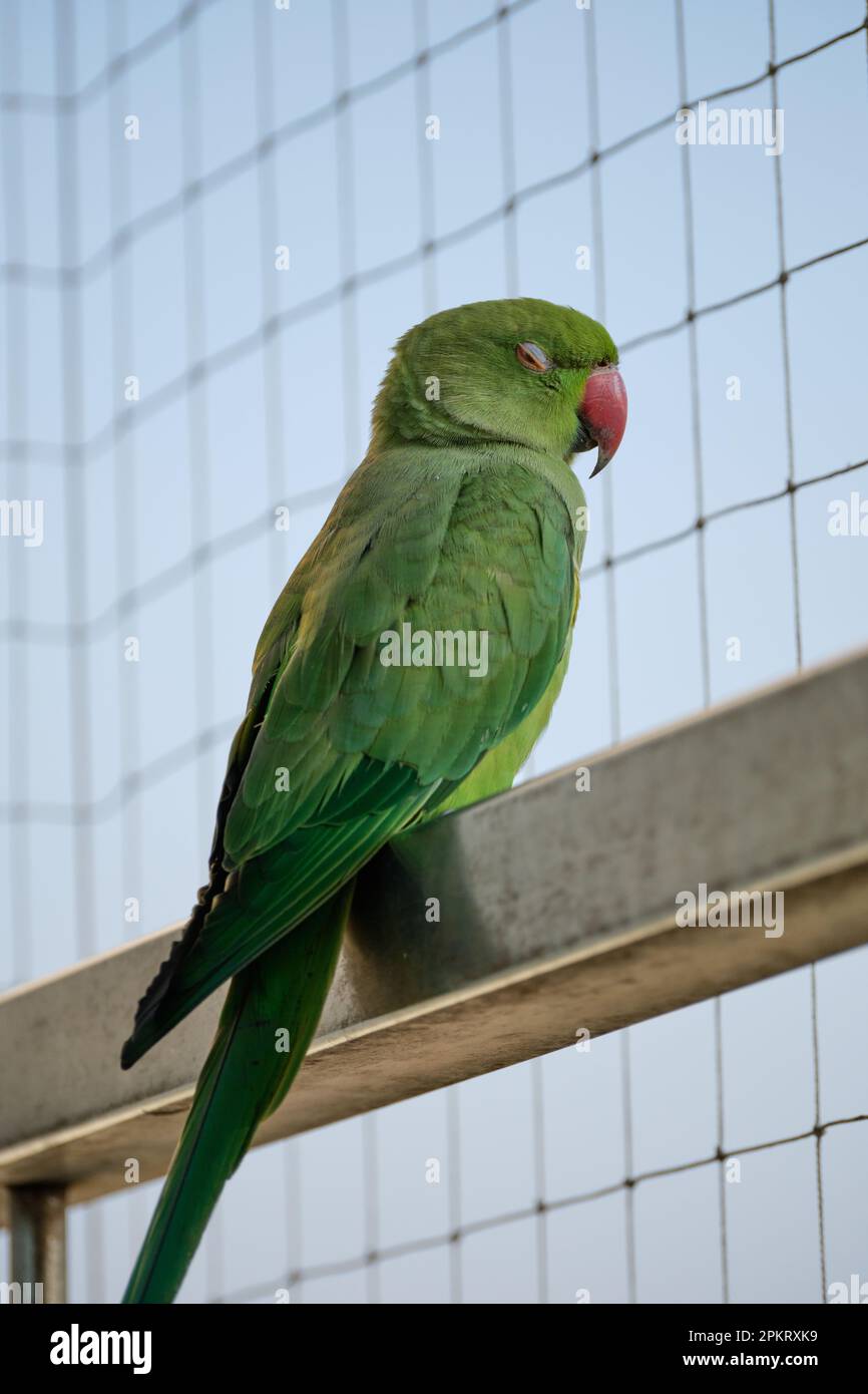 A vibrant green parrot inside a cage Stock Photo - Alamy